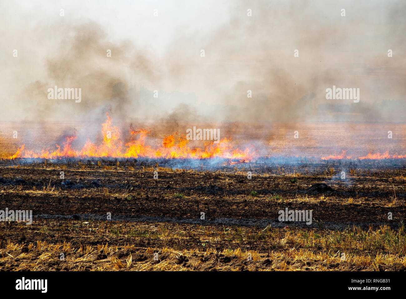 A stubble fire burns in a rural field to clear the ground for another ...