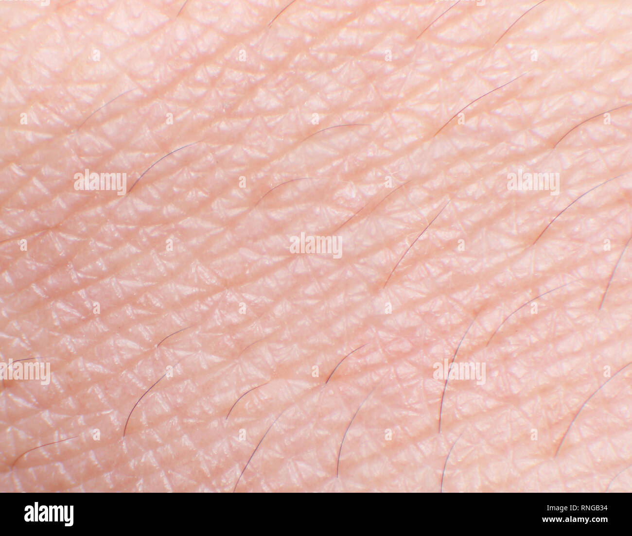 Macro Photography of Human Skin of Back of Hand Stock Photo - Alamy
