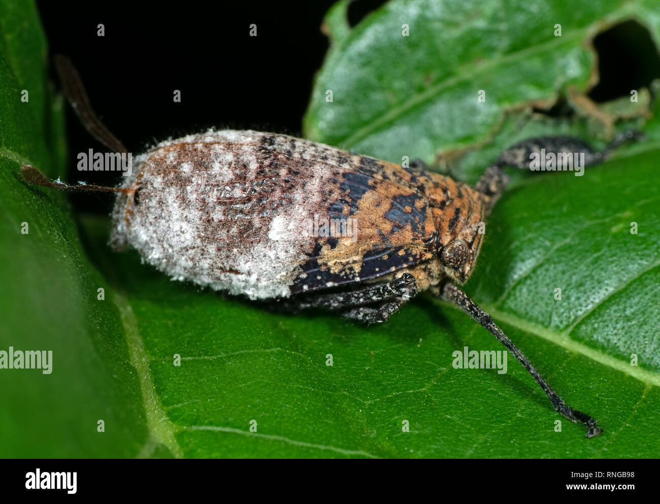 Macro Photography of Planthopper on Green Leaf Stock Photo - Alamy