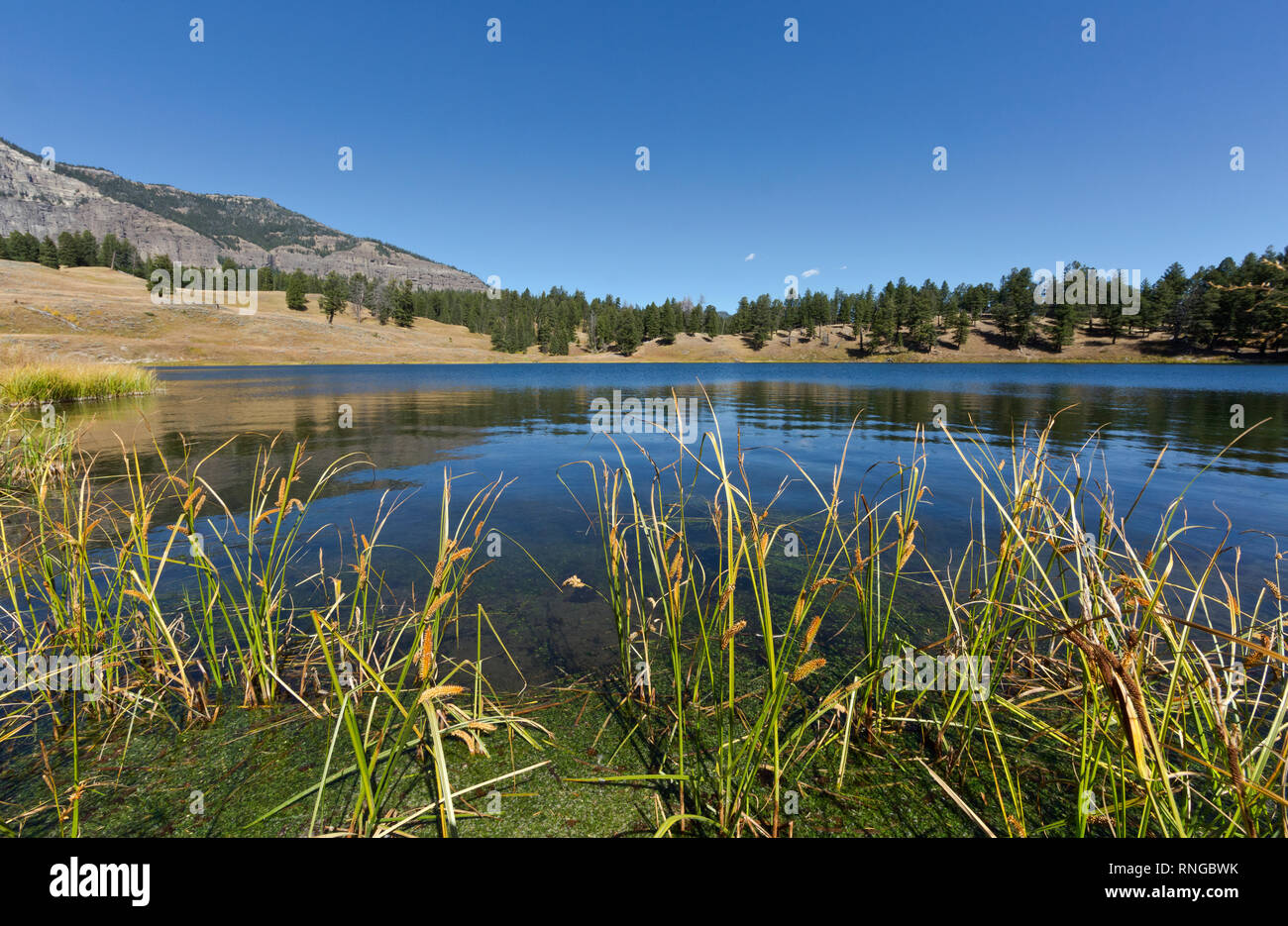 WY03797-00...WYOMING - Grass growing along the shores of Trout Lake in ...