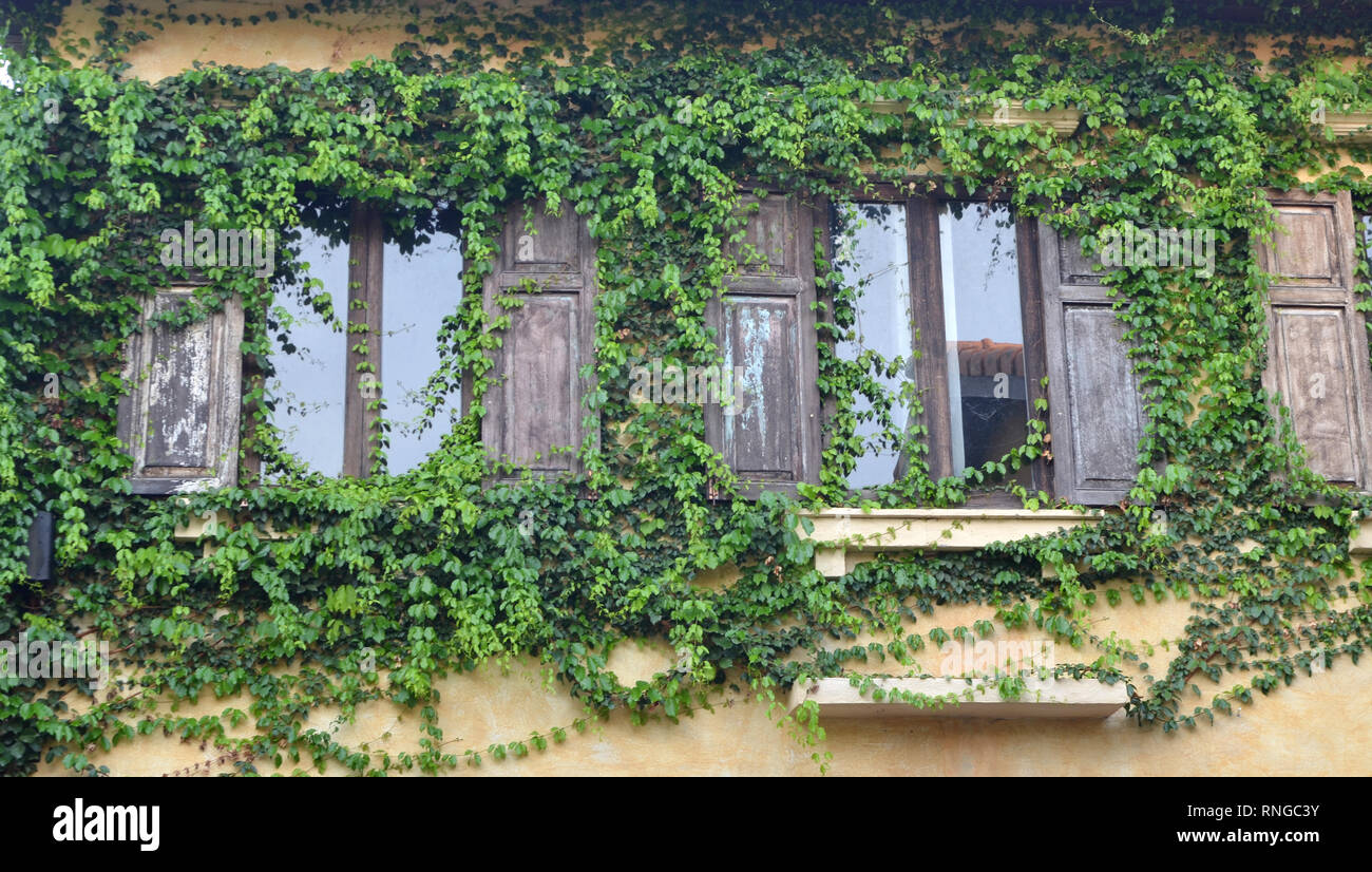 Italian style door, on ivy wall Stock Photo - Alamy