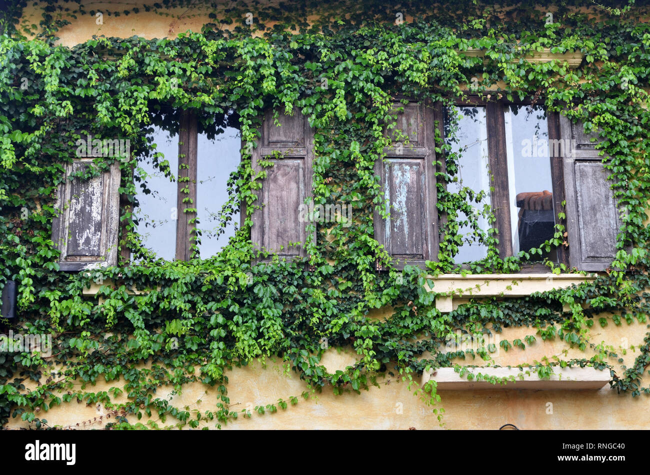 Italian style door, on ivy wall Stock Photo - Alamy