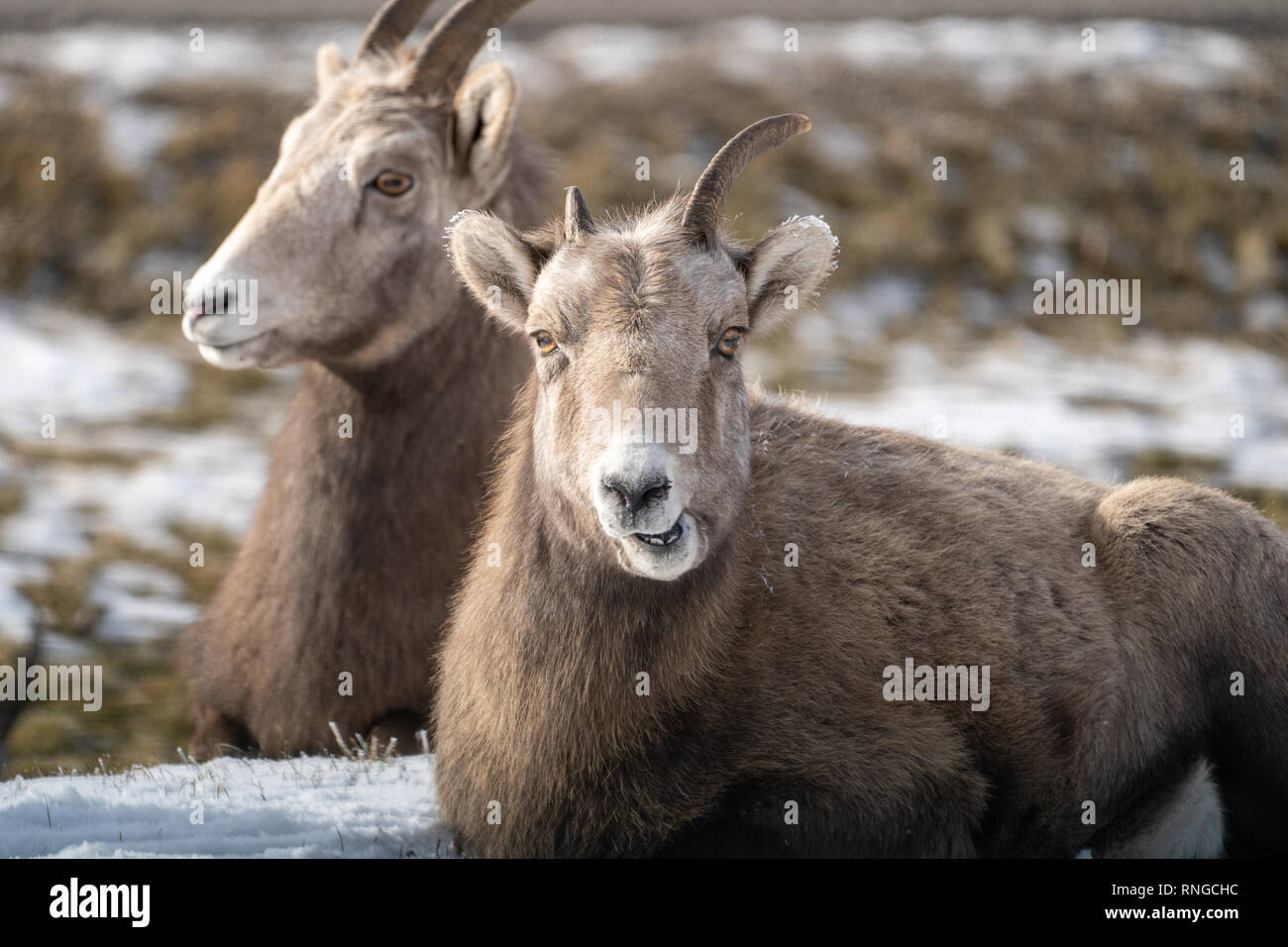 Female ewe bighorn sheep relaxing in the wild, in Radium Hot Springs ...