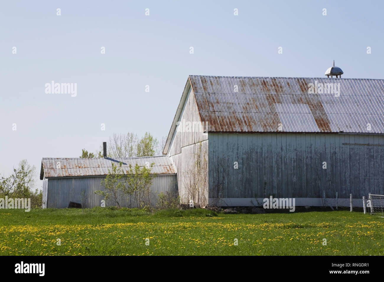 Old wooden barn in a field at springtime Stock Photo - Alamy