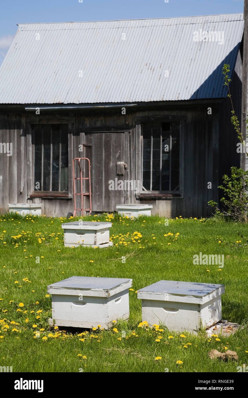 Honey producing beehives at an apiary farm in springtime Stock Photo ...