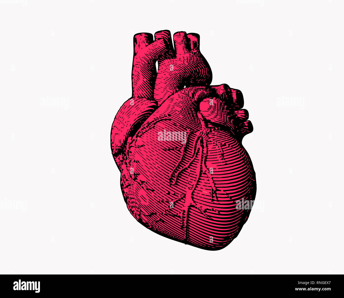 Isolated engraving colorful pink human heart illustration on white ...