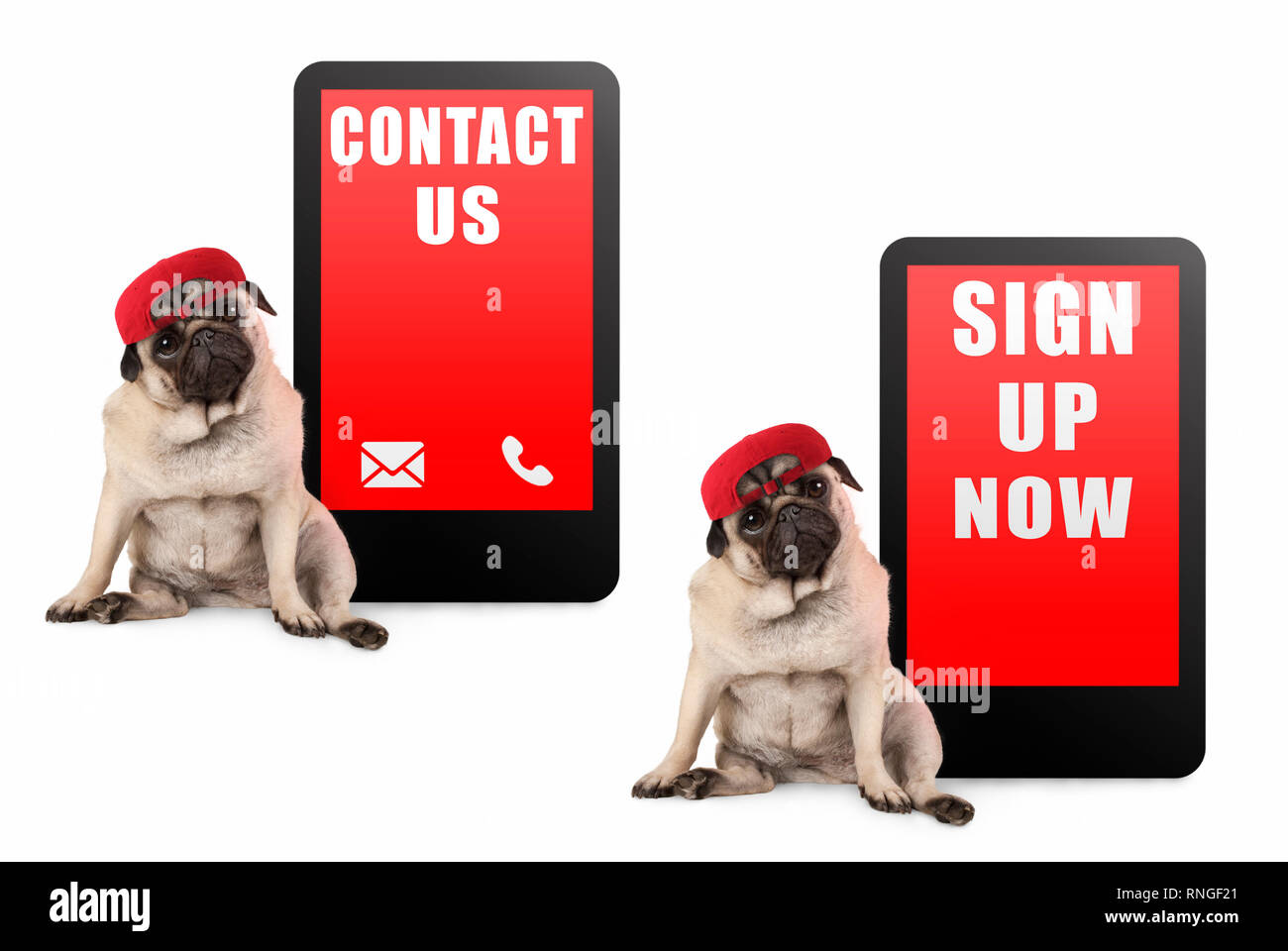 cute pug puppy dog looking smart, sitting next to tablet phone with ...