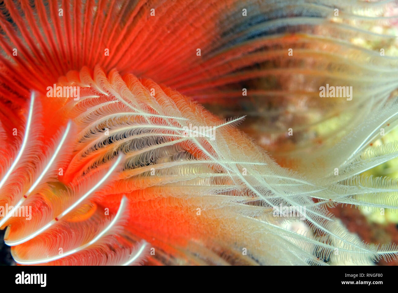 Tube worm hi-res stock photography and images - Alamy
