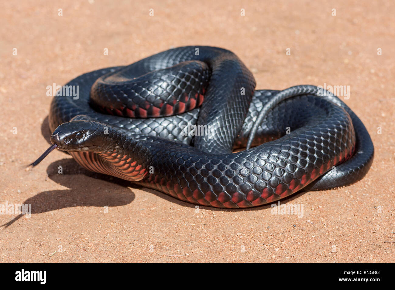 Red-bellied Black Snake Stock Photo - Alamy