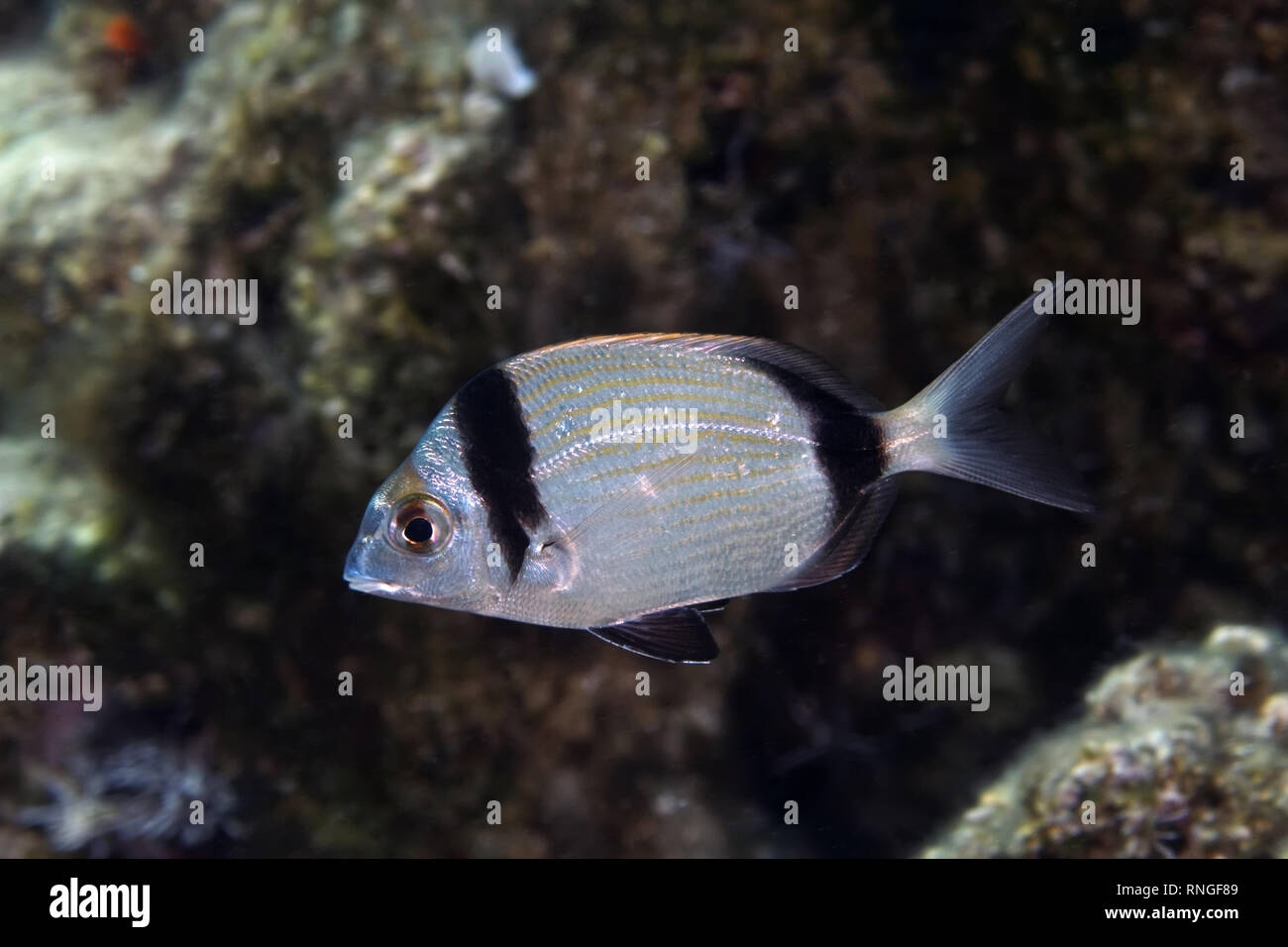 sea bream tropical fish Stock Photo - Alamy