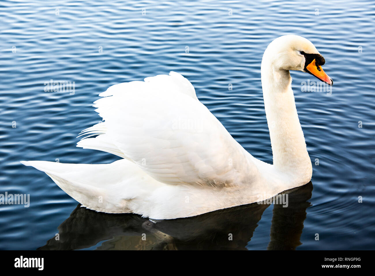 Beautiful images swans on hi-res stock photography and images - Alamy