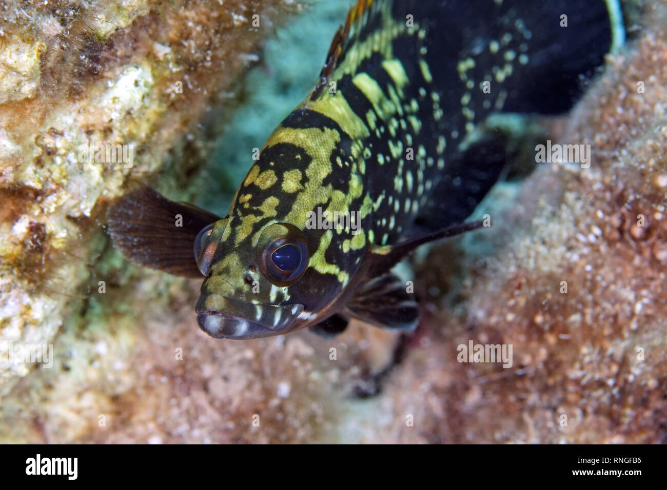 Grouper fish hi-res stock photography and images - Alamy