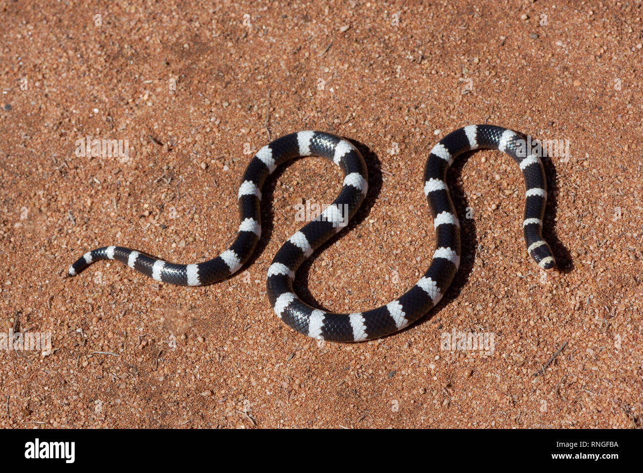 Bandy hi-res stock photography and images - Alamy