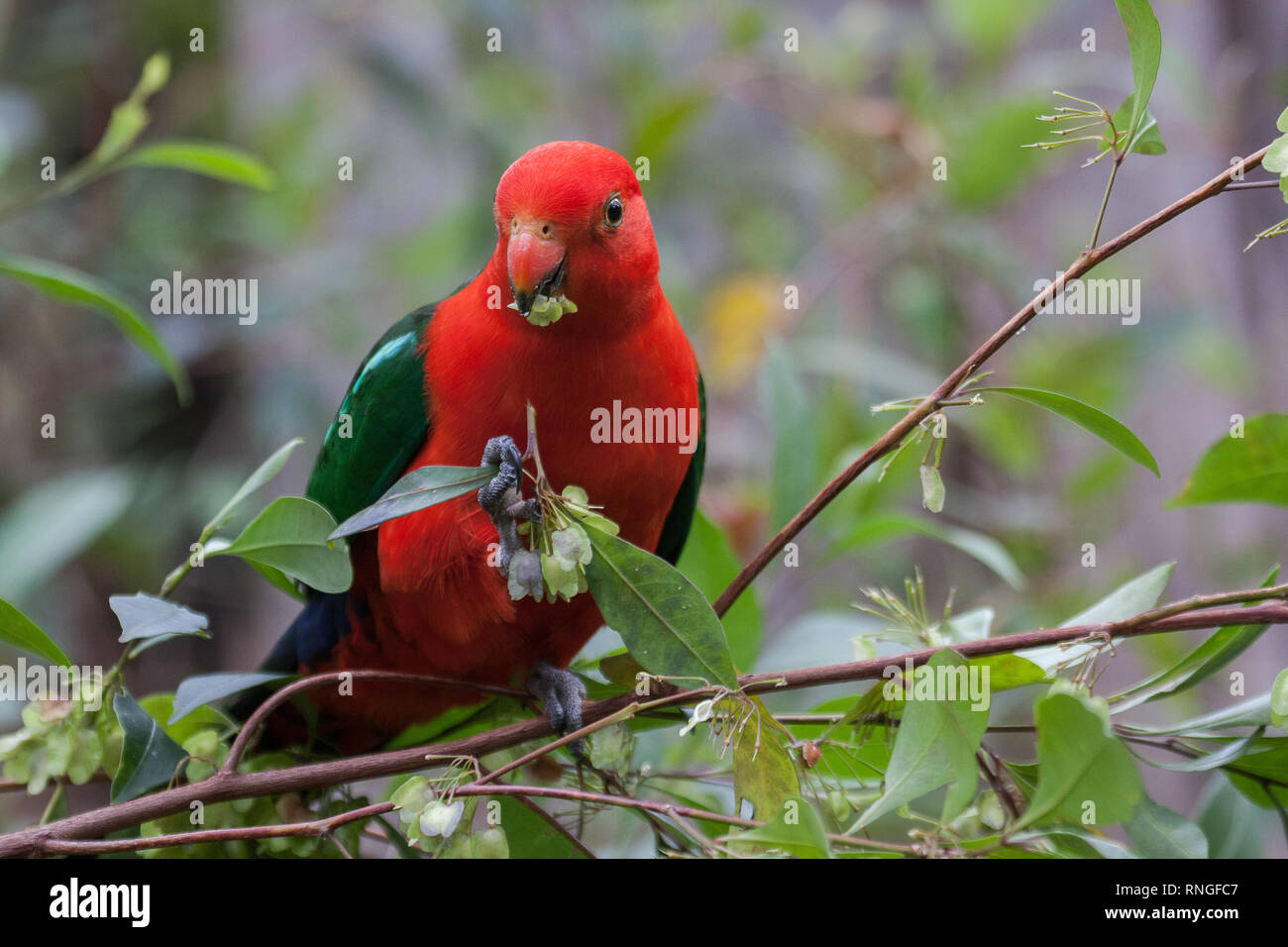 Australian king parrot hi-res stock photography and images - Alamy