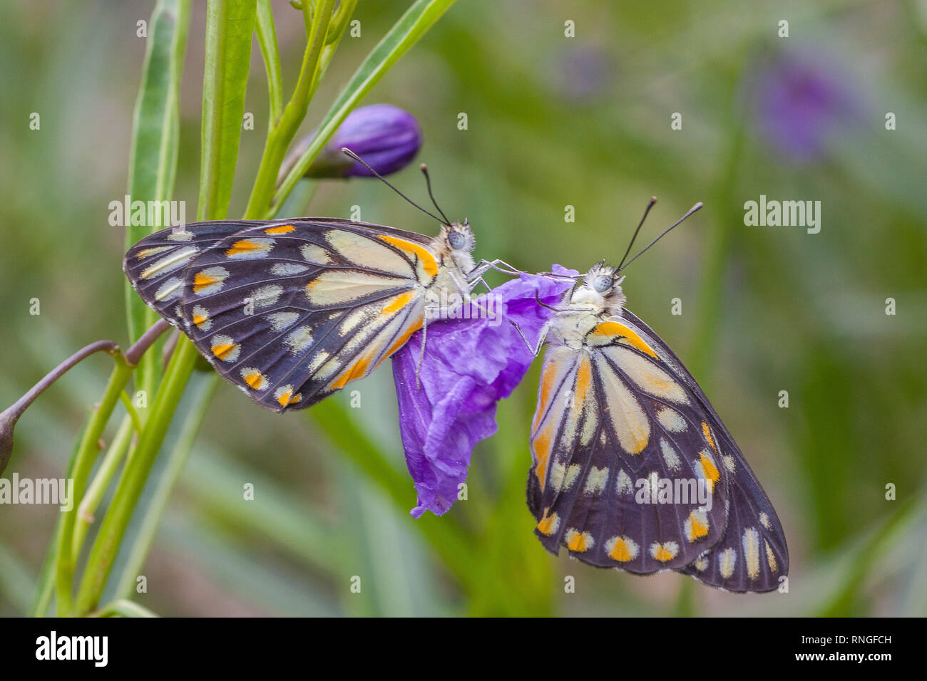 Caper White Butterfly Stock Photo - Alamy
