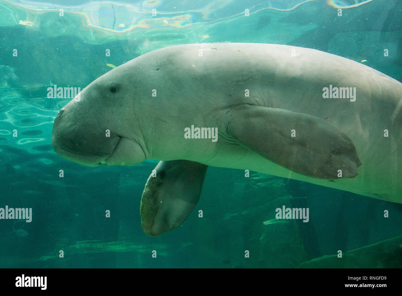 Dugong in aquarium Stock Photo - Alamy