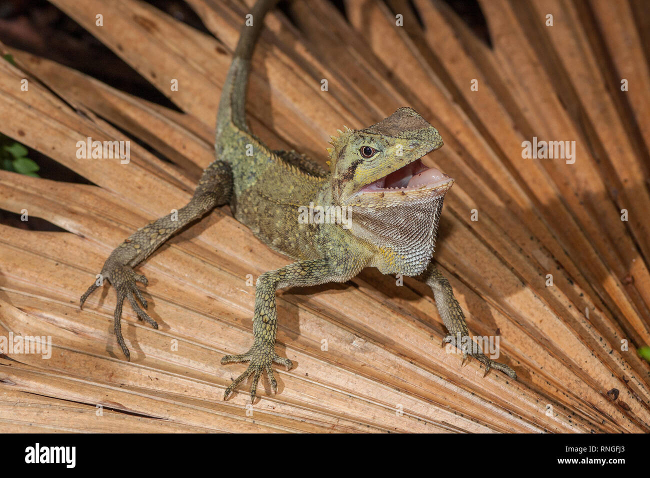 Southern Angle-headed Dragon Stock Photo - Alamy