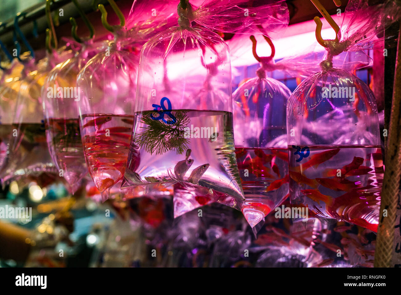 Pet shop in hong kong hi-res stock photography and images - Alamy