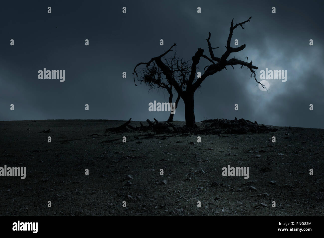 Dead tree and full moon hi-res stock photography and images - Alamy