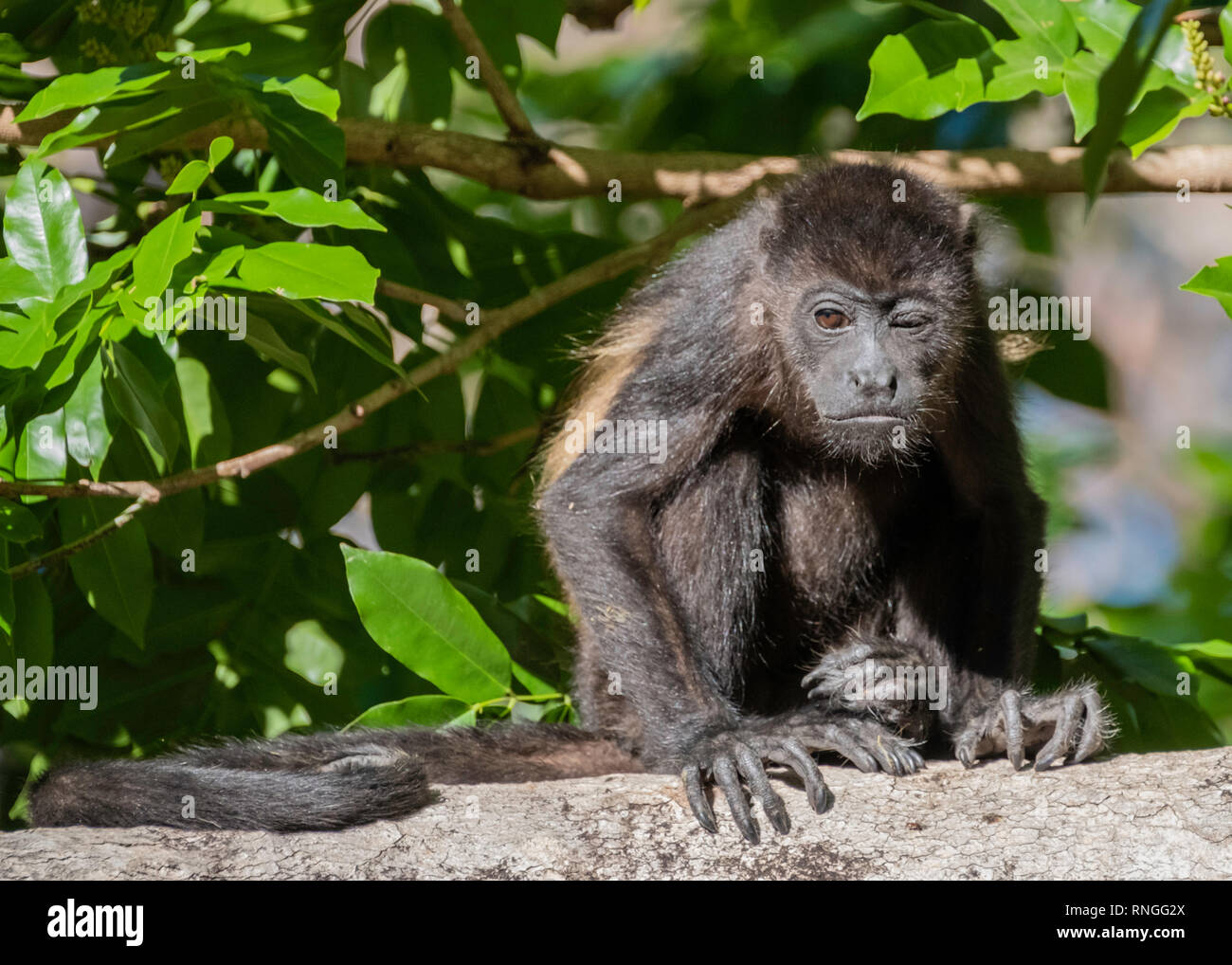 Curled tail of a monkey hi-res stock photography and images - Alamy