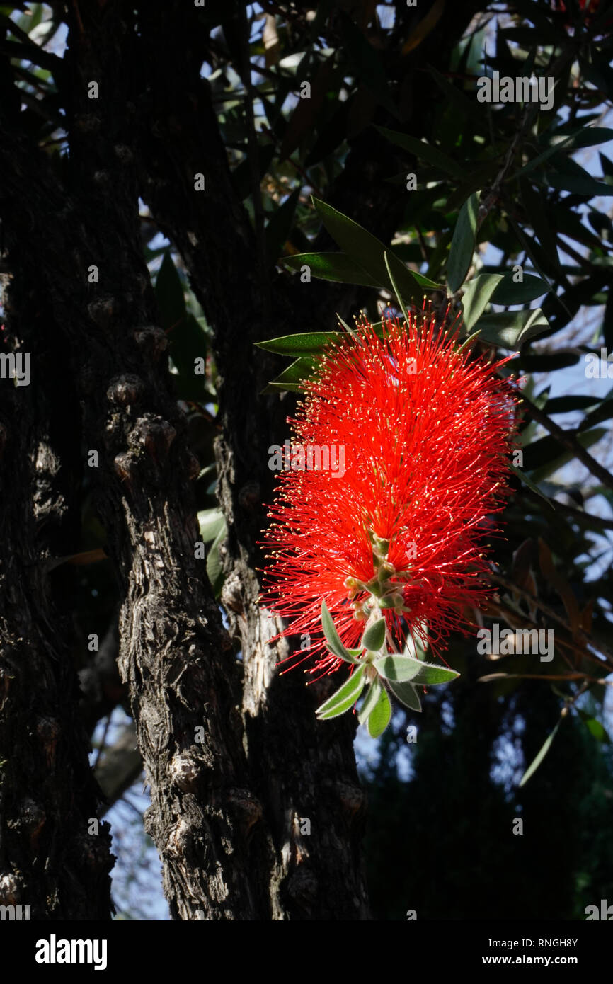 Bottlebrush plants (Callistemon spp.) in Mexico City, Mexico Stock ...