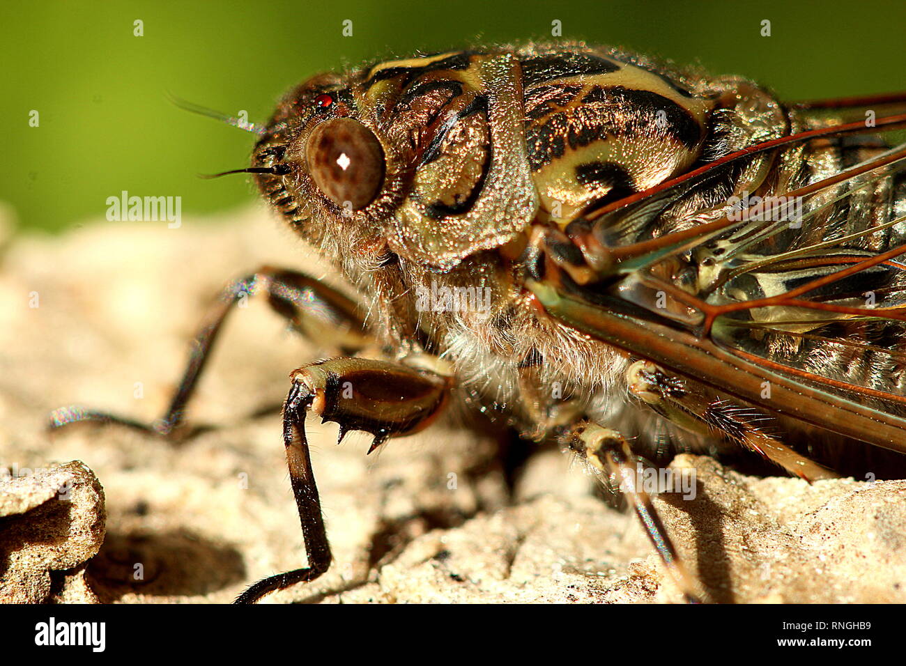 Chorus cicada hi-res stock photography and images - Alamy