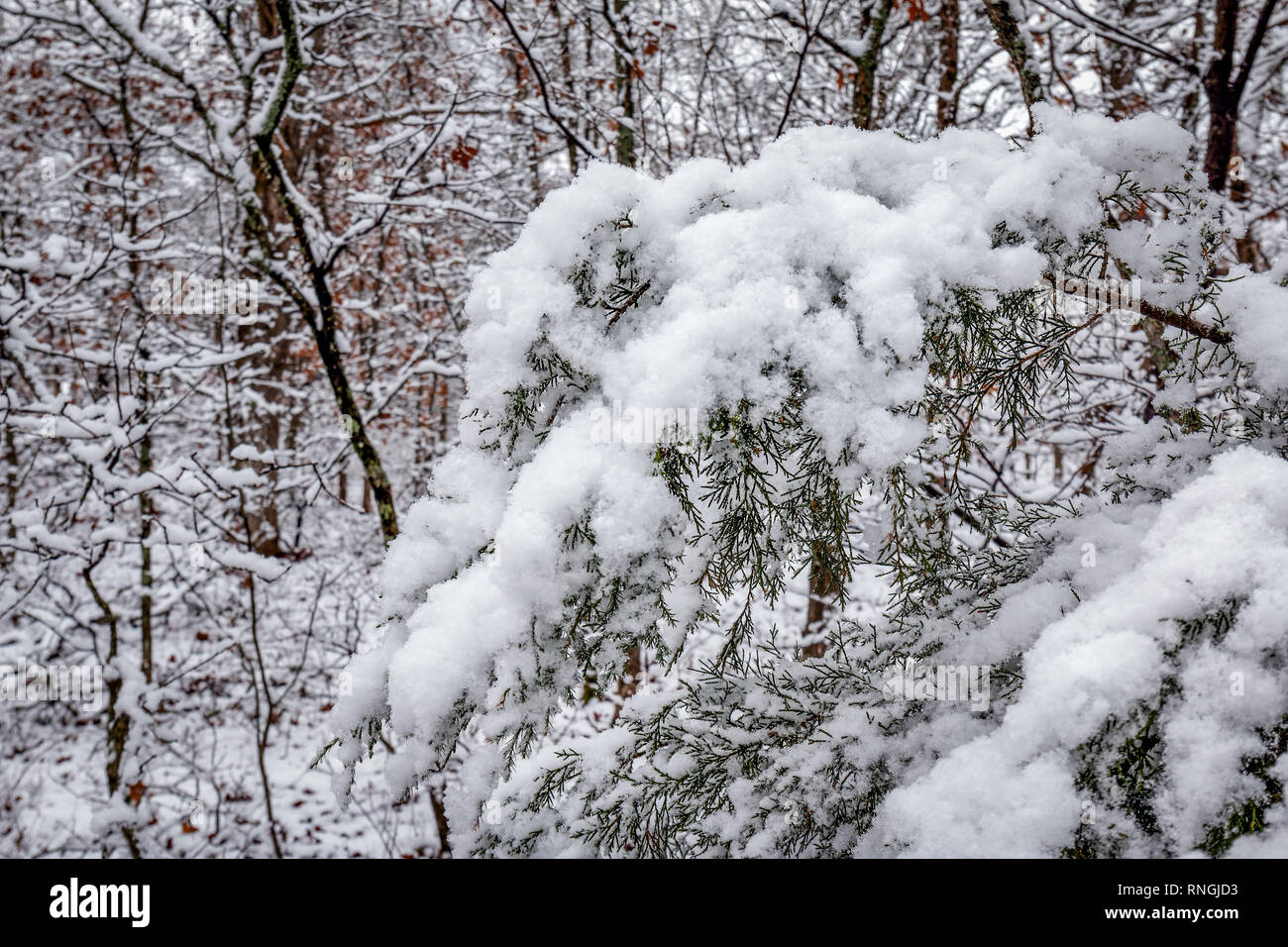 Cedar trees tree hi-res stock photography and images - Alamy