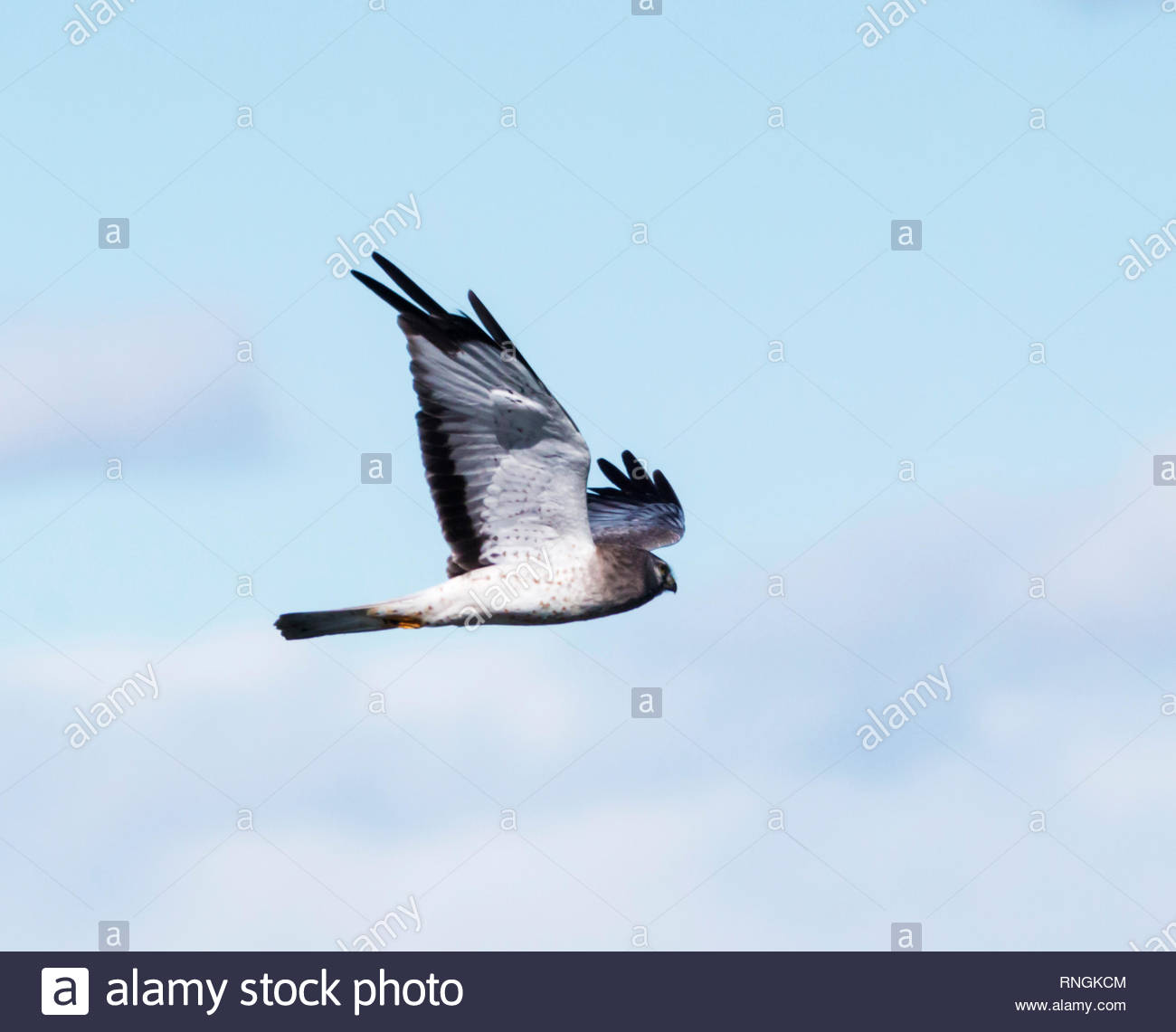Marsh Hawk Stock Photos & Marsh Hawk Stock Images - Alamy