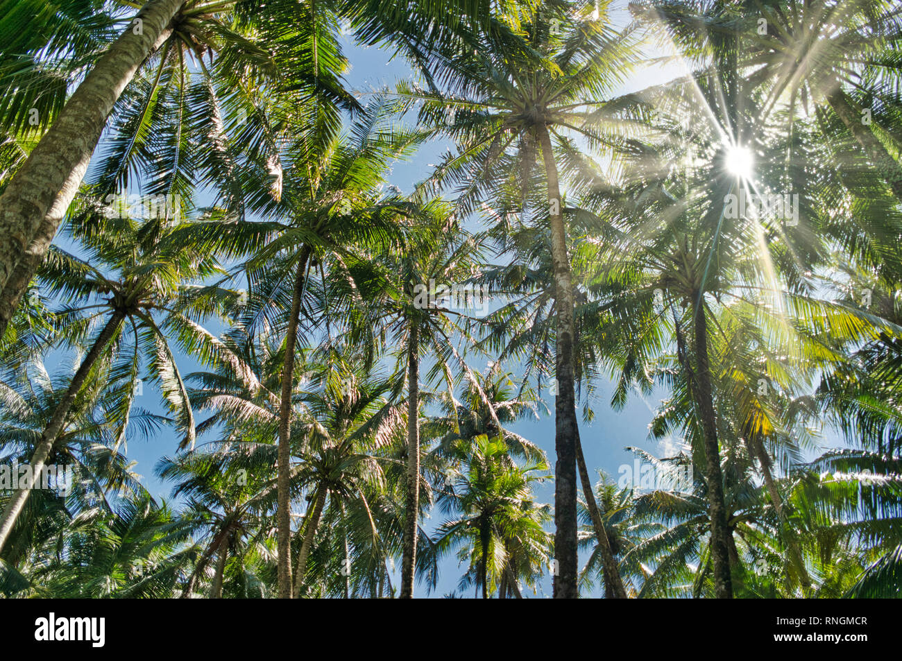 Canopy of palm trees Stock Photo - Alamy