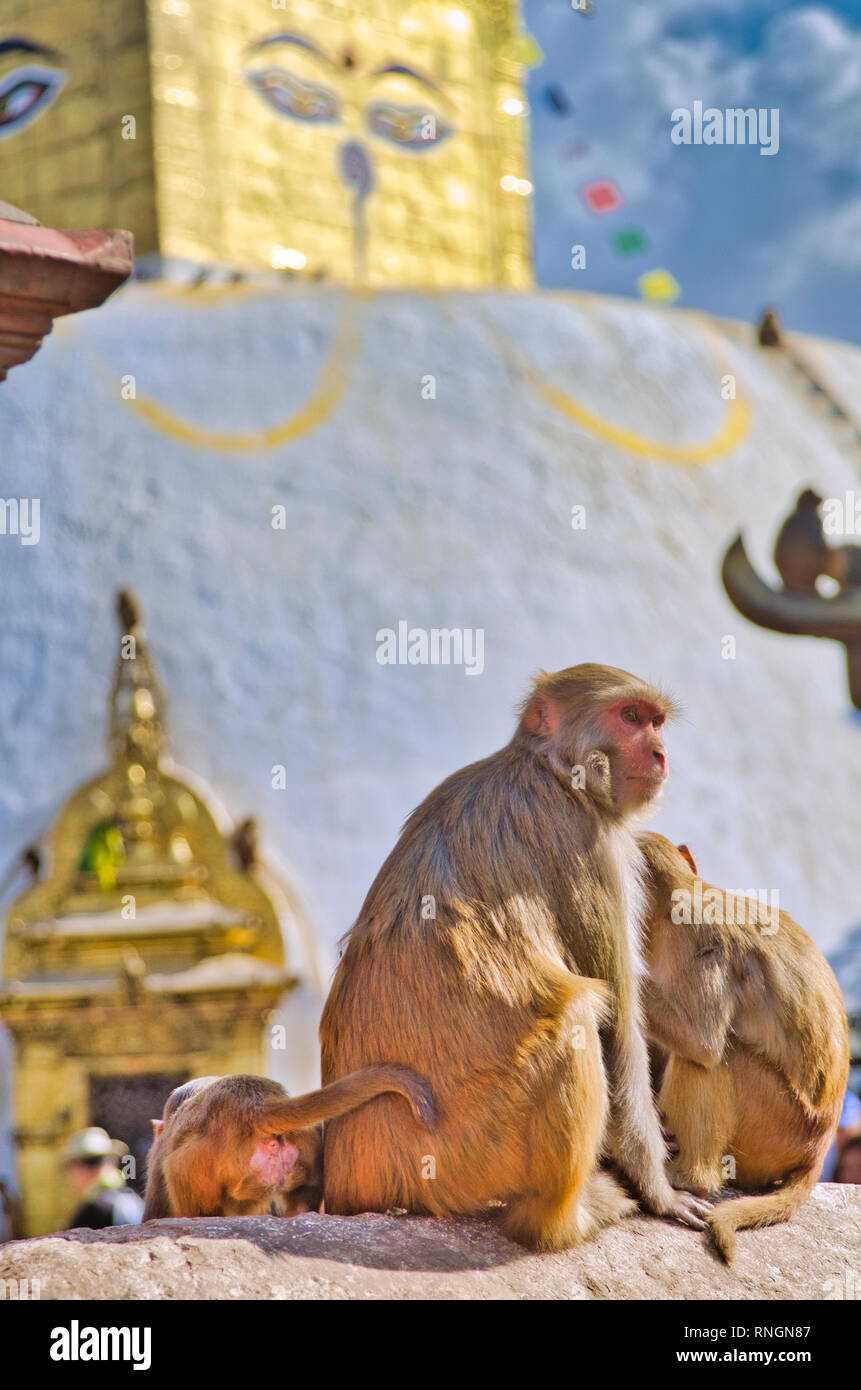 Monkeys at Swayambhunath Stupa, also known as the Monkey Temple ...