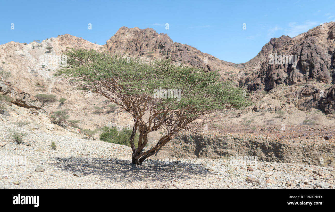 Aacia tree in arid Hajar mountains, Oman with blur background Stock ...