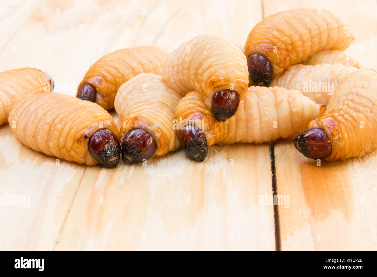 Red palm weevil on the wooden floor background(Rhynchophorus ...