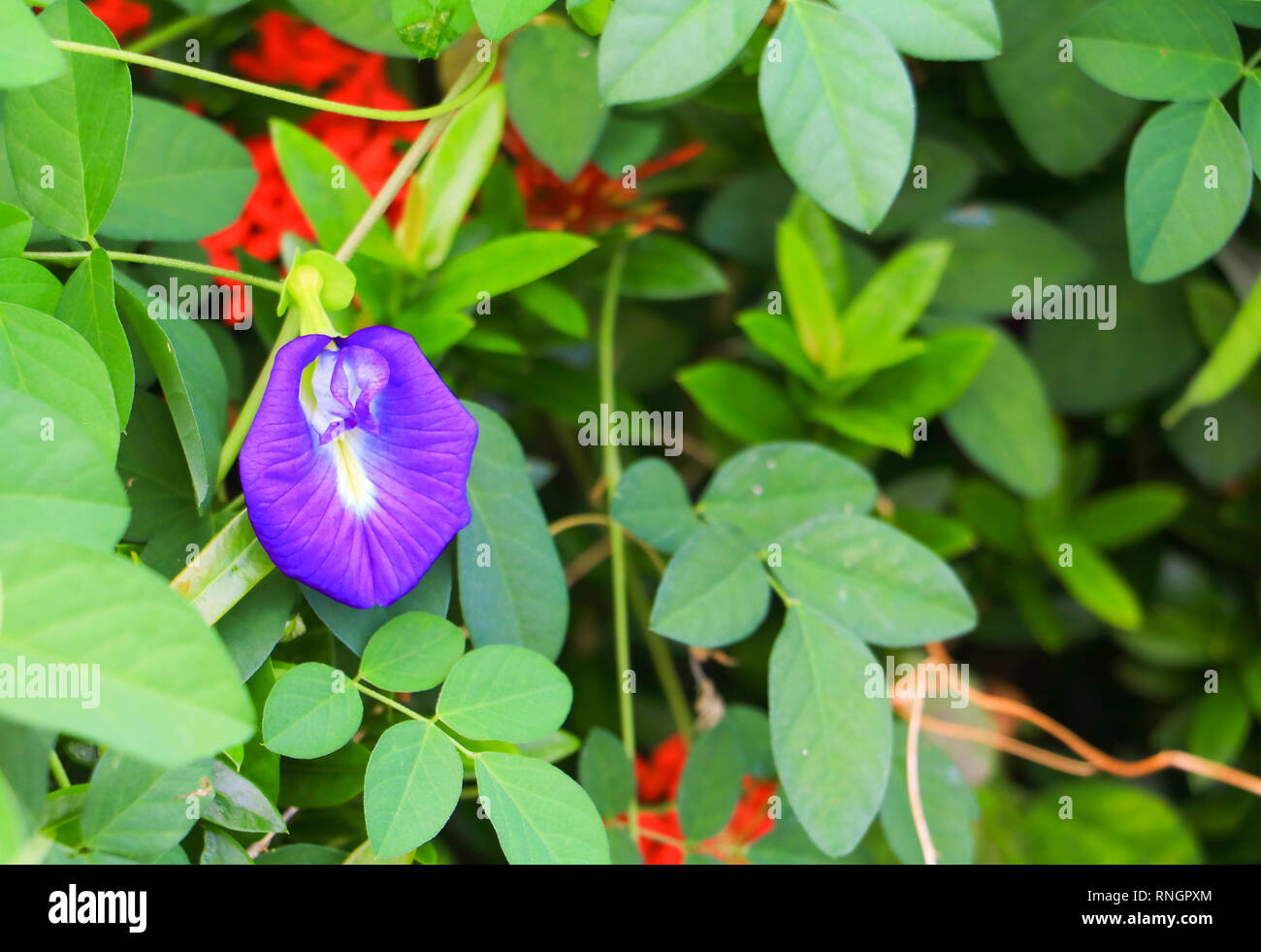 Butterfly pea flower or Blue pea and leaf in nature with copy space ...