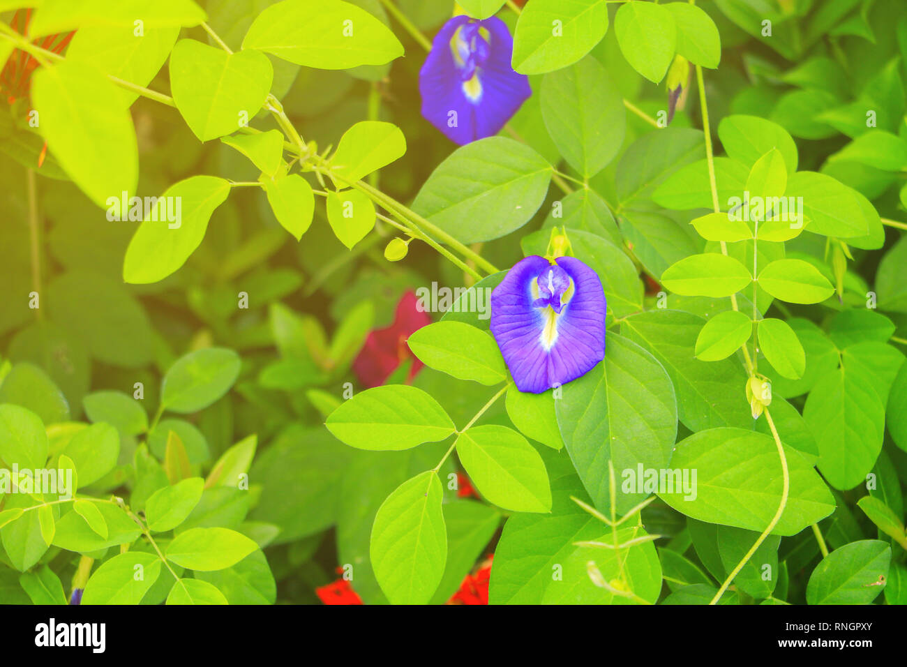 Clitoria Ternatea Leaf