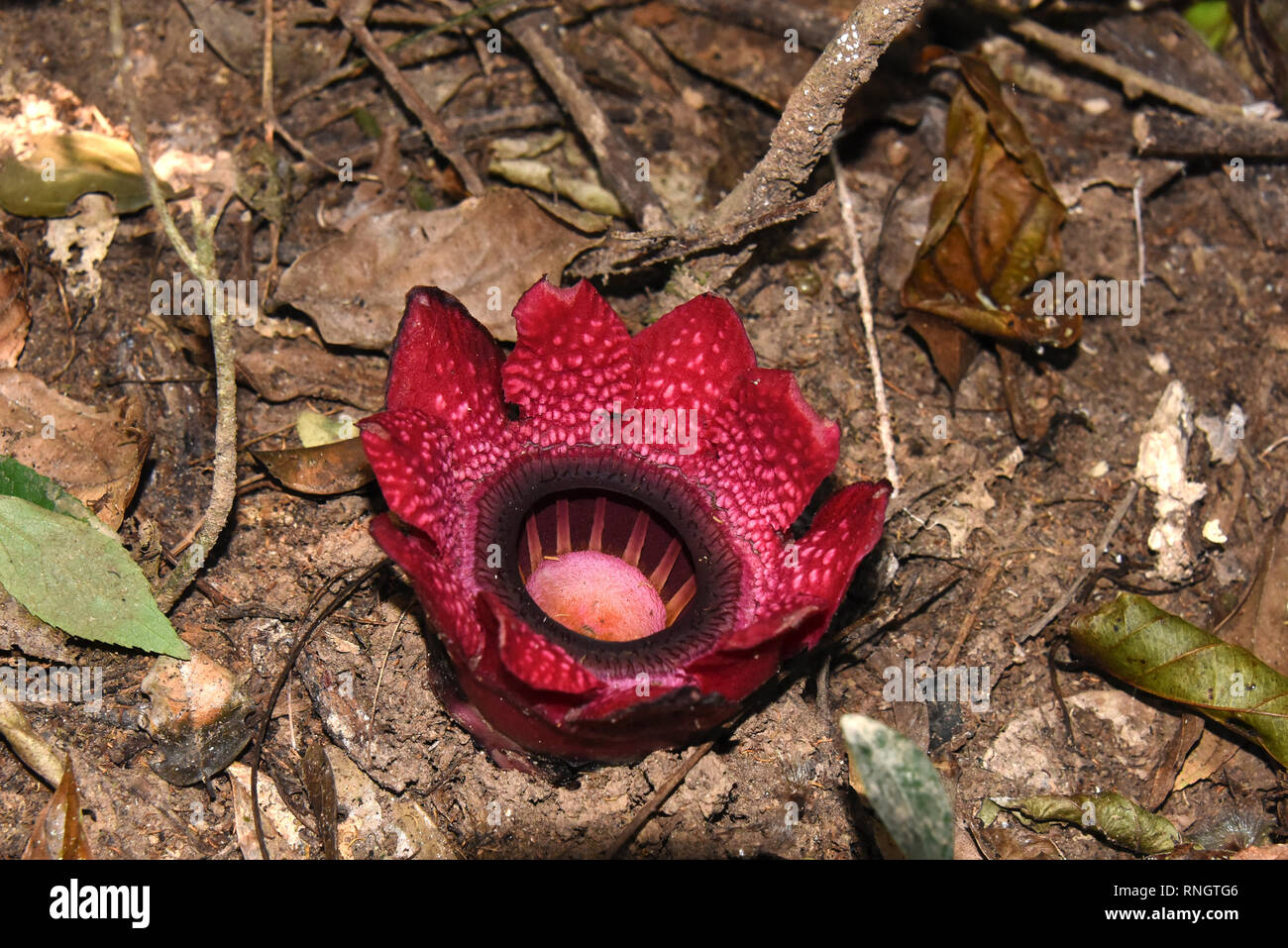A female flower of Sapria gan - a parasitic flowering plant on the ...