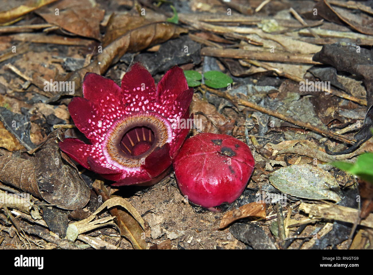 A male flower and a bud of Sapria gan - a parasitic flowering plant on ...