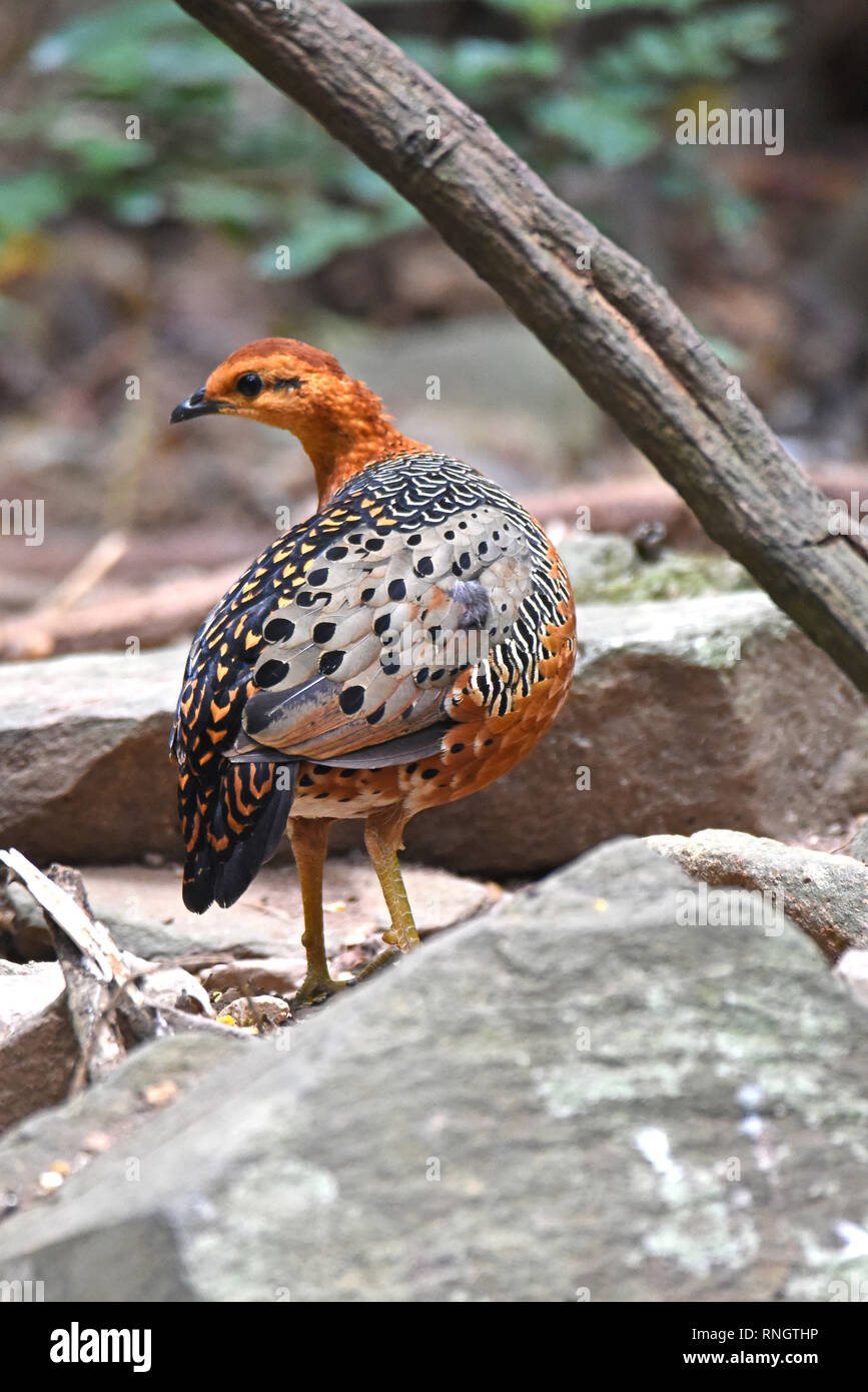 Female Partridge High Resolution Stock Photography and Images - Alamy