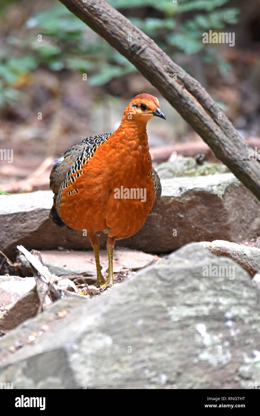 Female partridge hi-res stock photography and images - Alamy