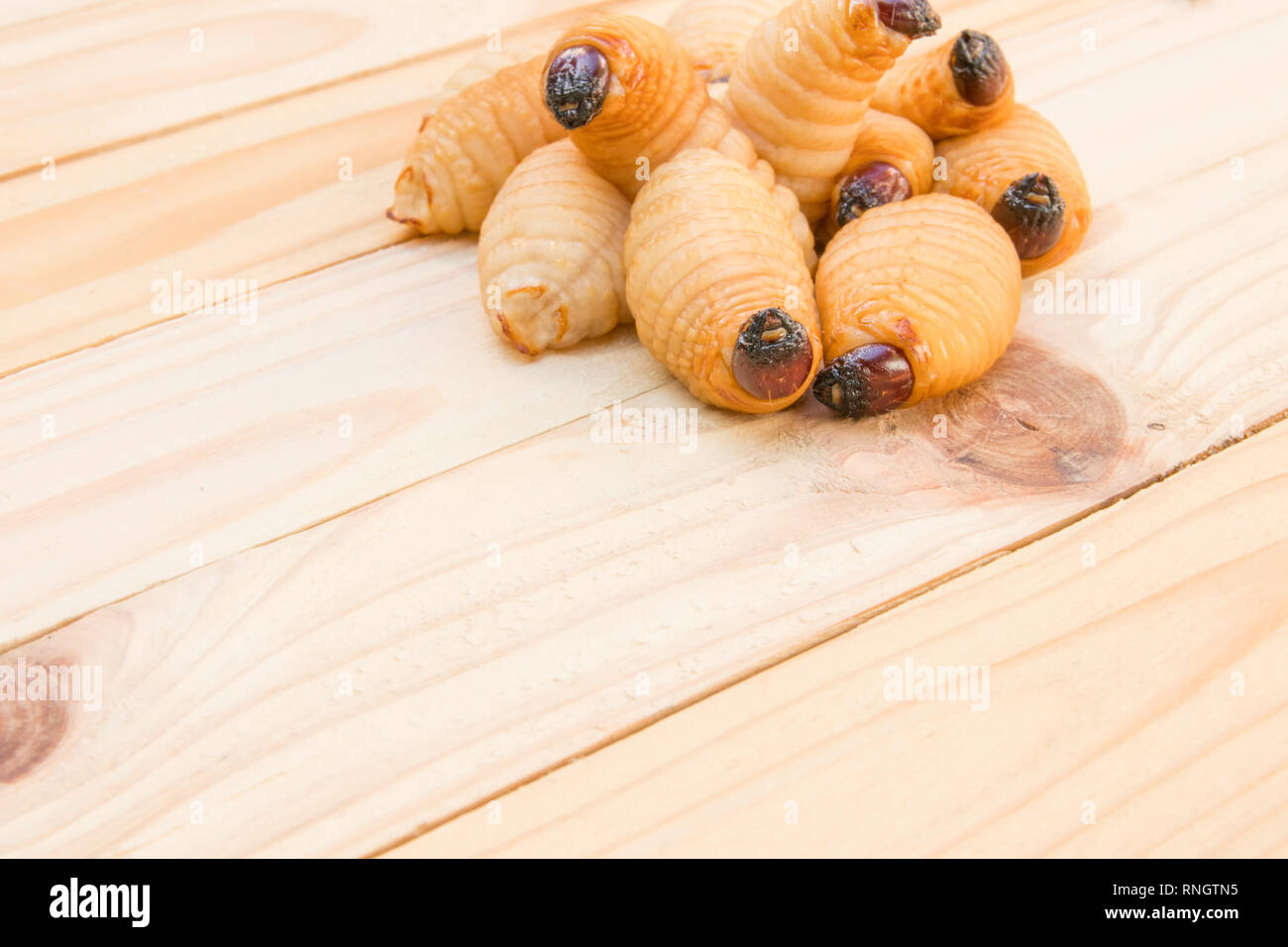 Red palm weevil on the wooden floor background(Rhynchophorus ...