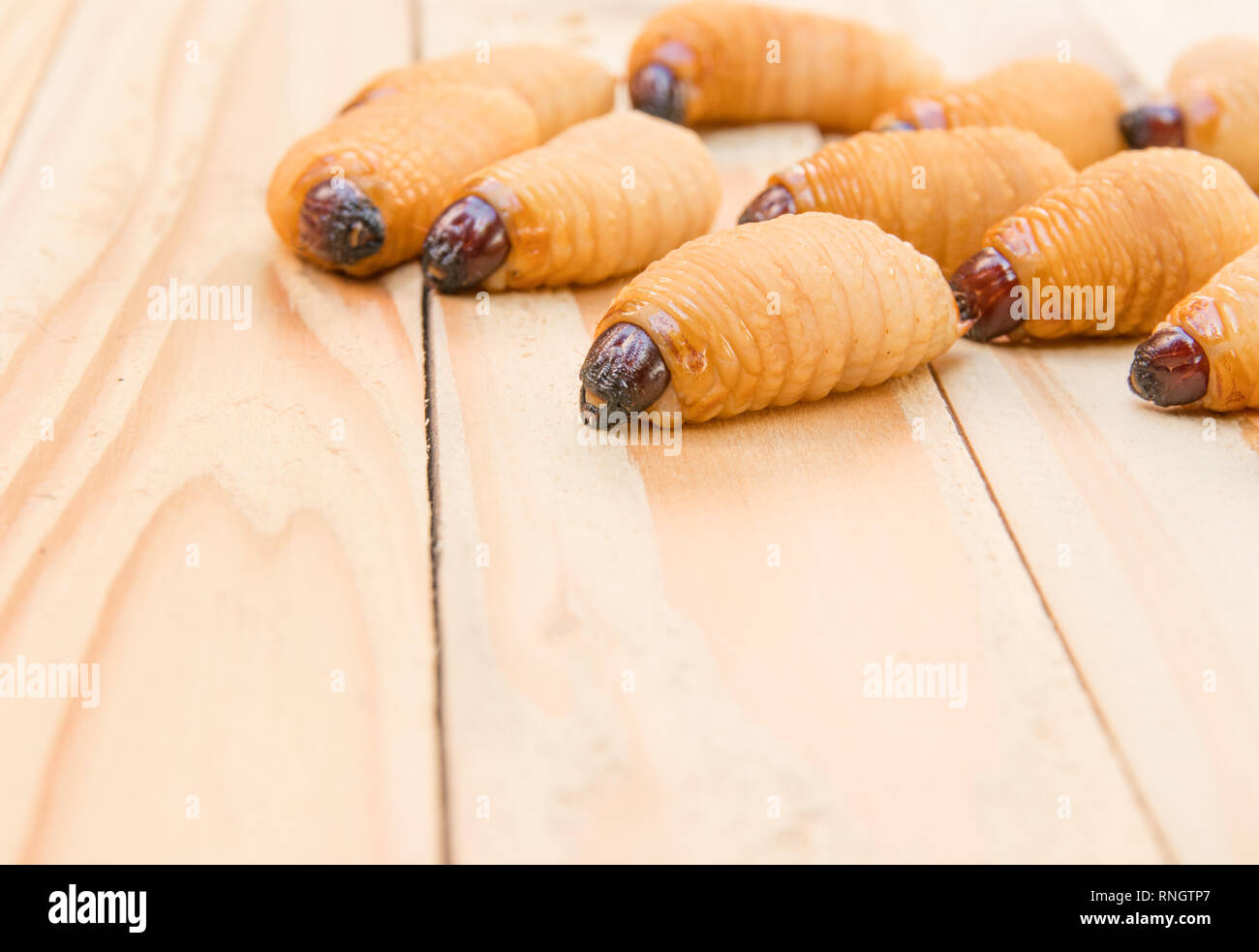 Red palm weevil on the wooden floor background(Rhynchophorus ...