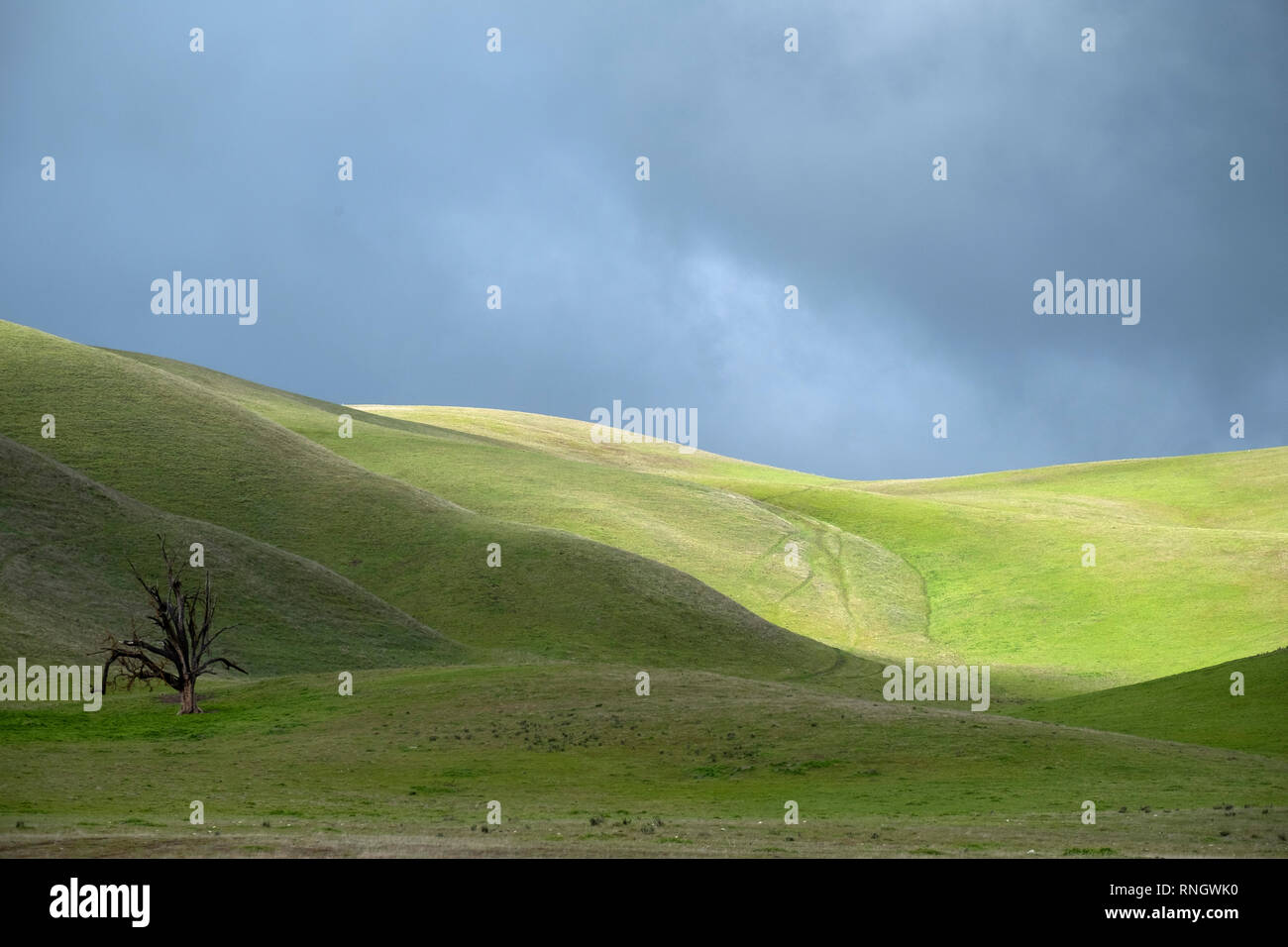 Oak in the spring hi-res stock photography and images - Alamy