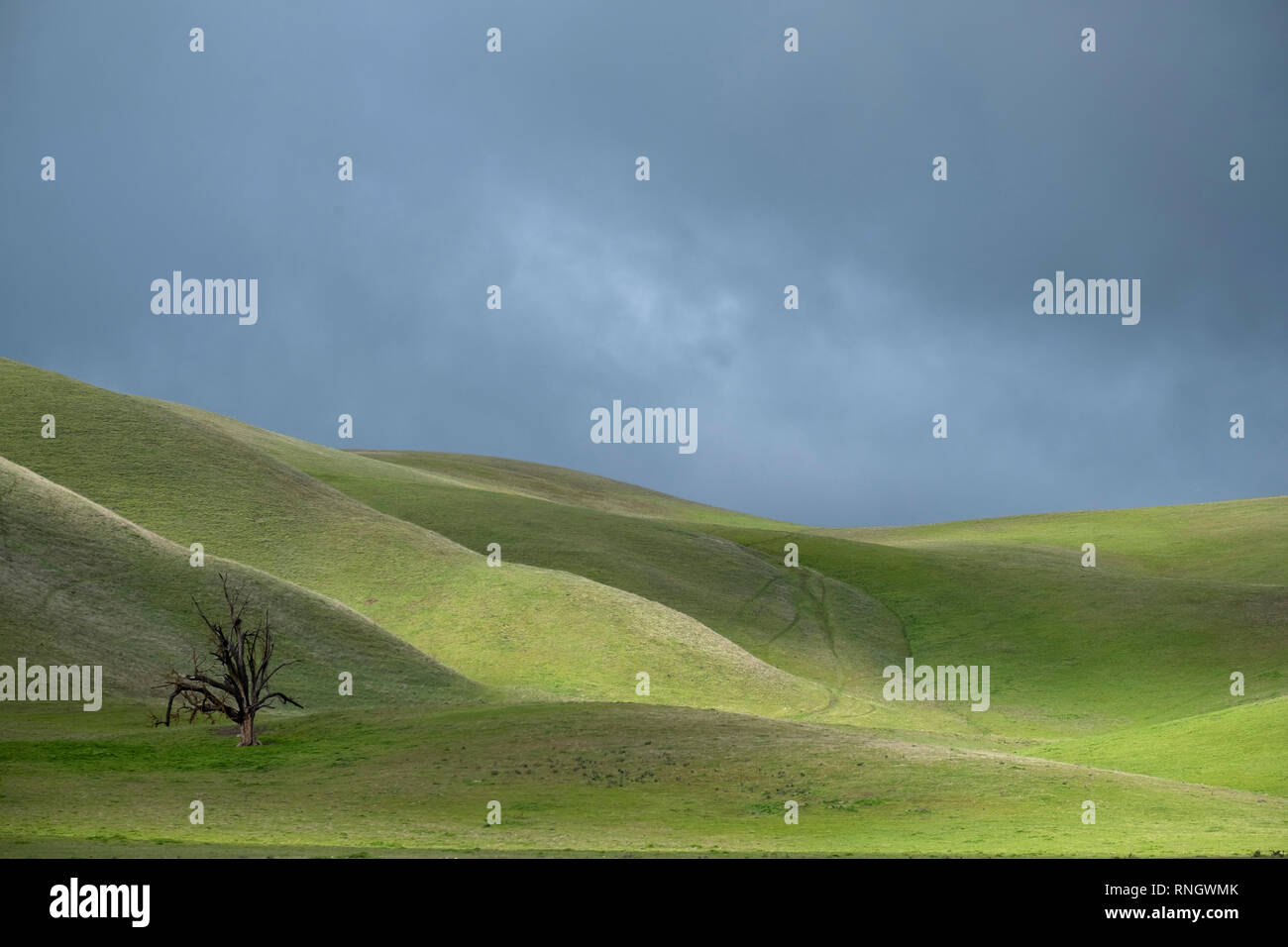 lone oak tree on rolling green hills in spring Stock Photo - Alamy