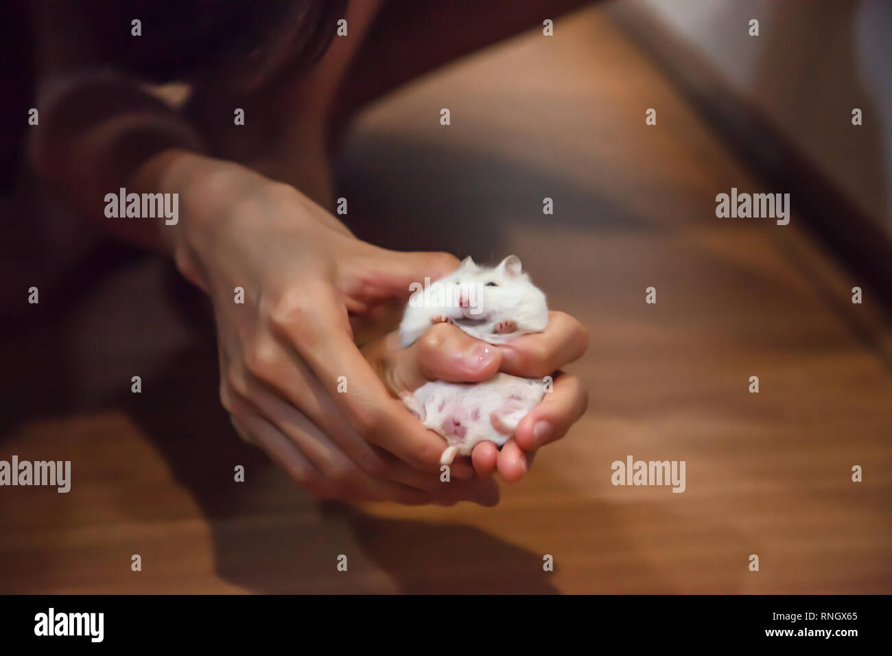 Cute Female Exotic Winter White Dwarf Hamster lying comfortably in ...