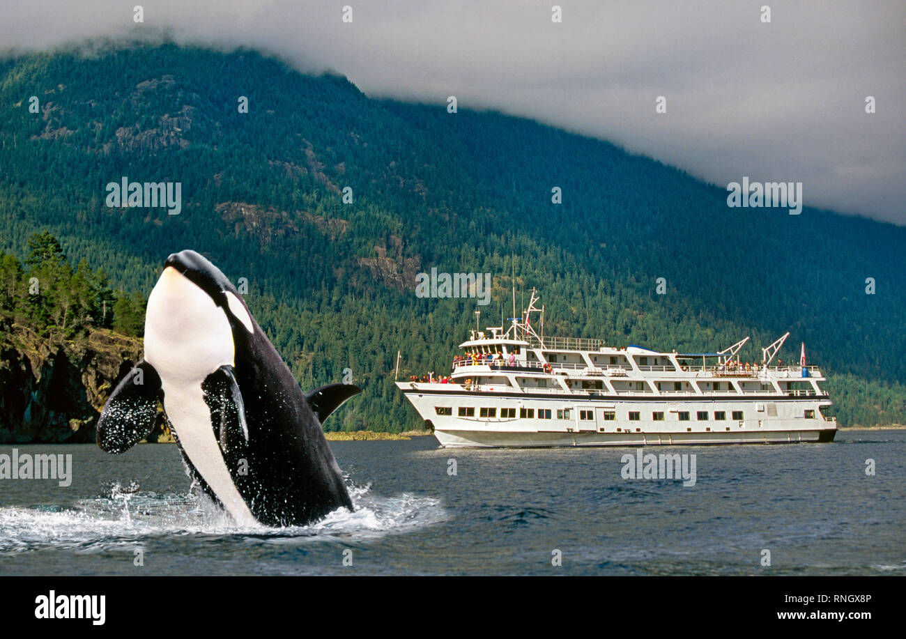 Orca underwater hi-res stock photography and images - Alamy