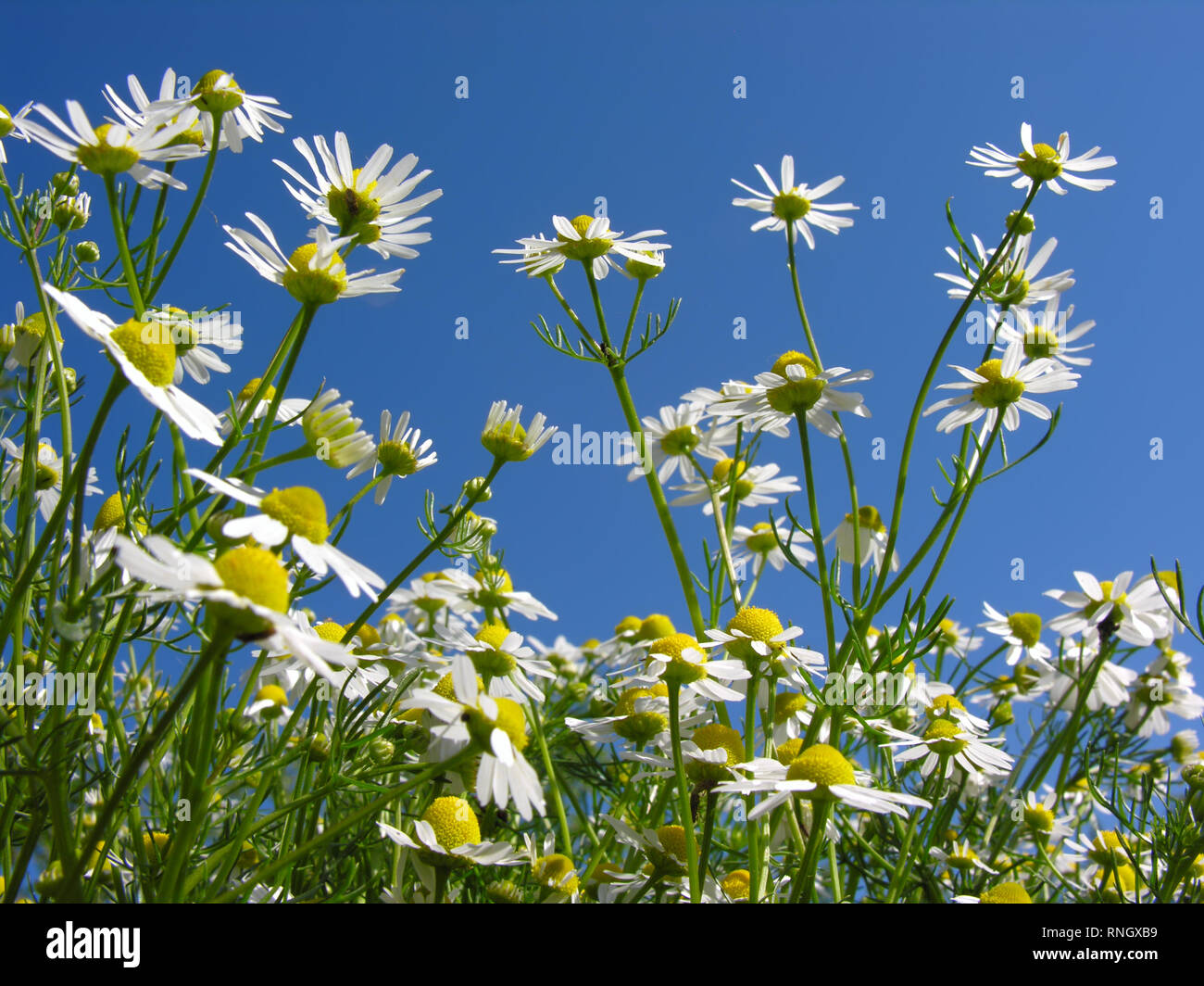 closeup of blooming camomile (Matricaria chamomilla) - homeopathic ...