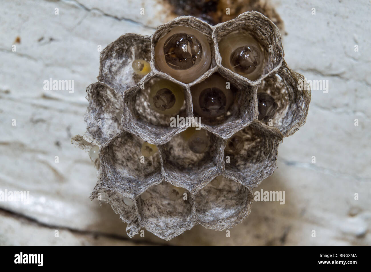 Close up photo of a wasp nest with larva and eggs Stock Photo - Alamy