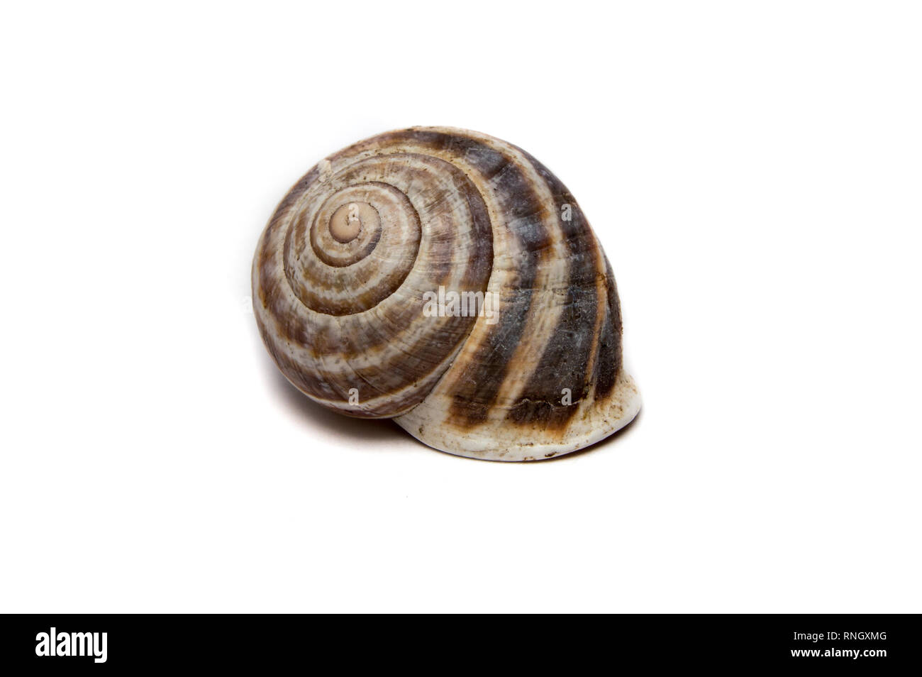 An isolated empty Garden Snail shell Stock Photo - Alamy