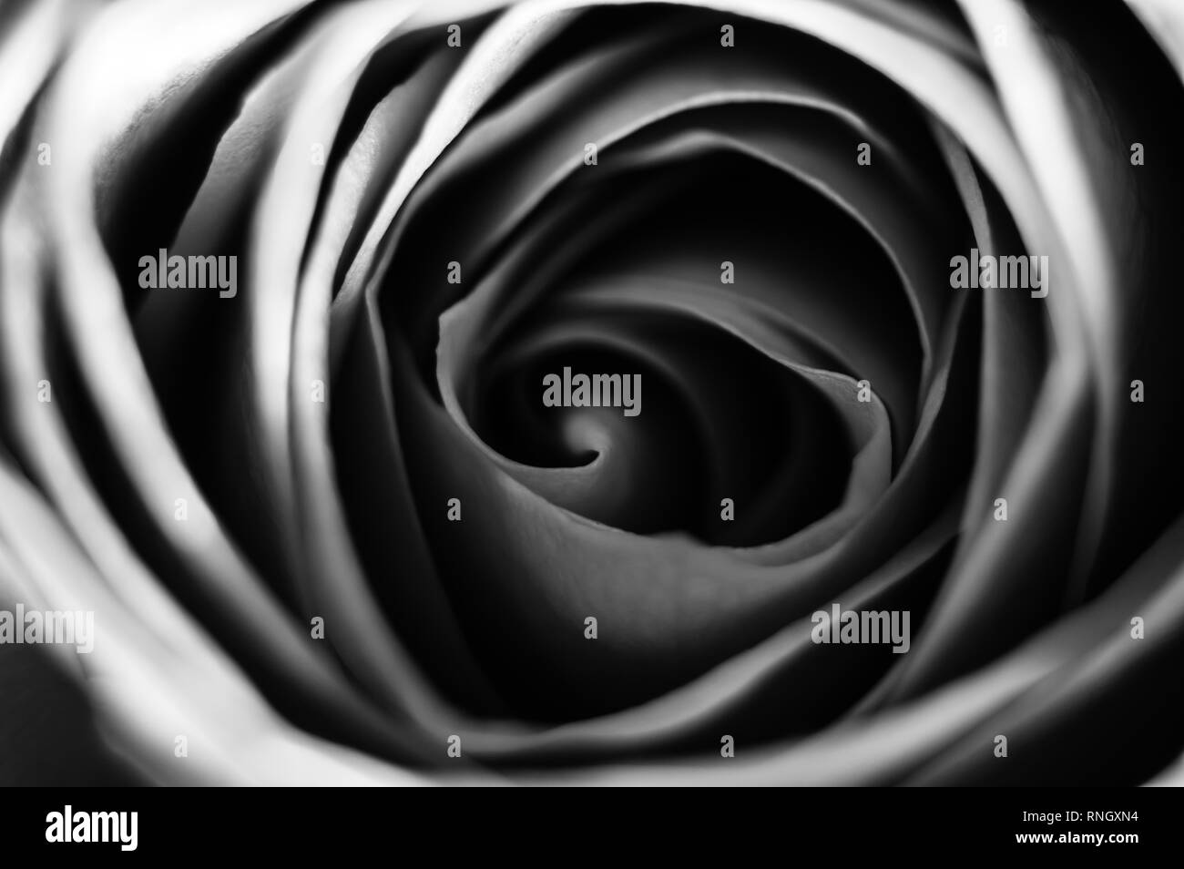 Rose day Black and White Stock Photos & Images - Alamy