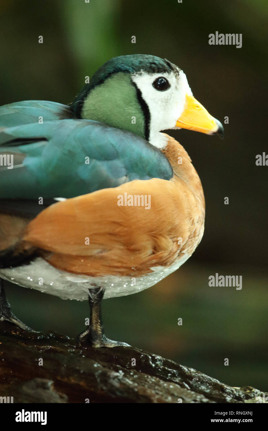 Green pygmy goose hi-res stock photography and images - Alamy