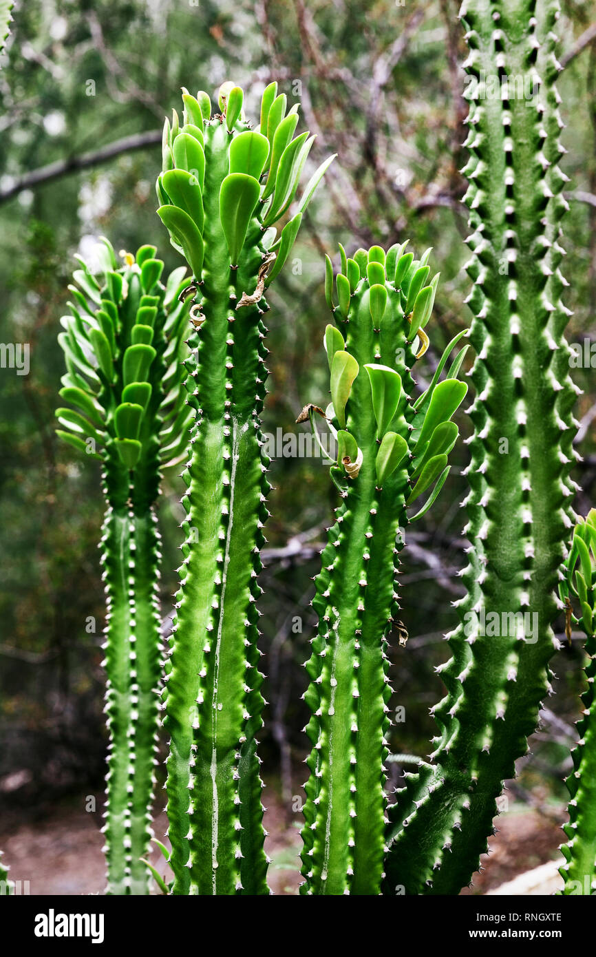 Tall Cactus plant in Arizona at summertime, vertical composition, USA ...
